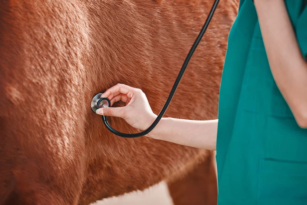 Reduce Your Horse’s Gastric Ulcer Risk - Red Oak Animal Hospital